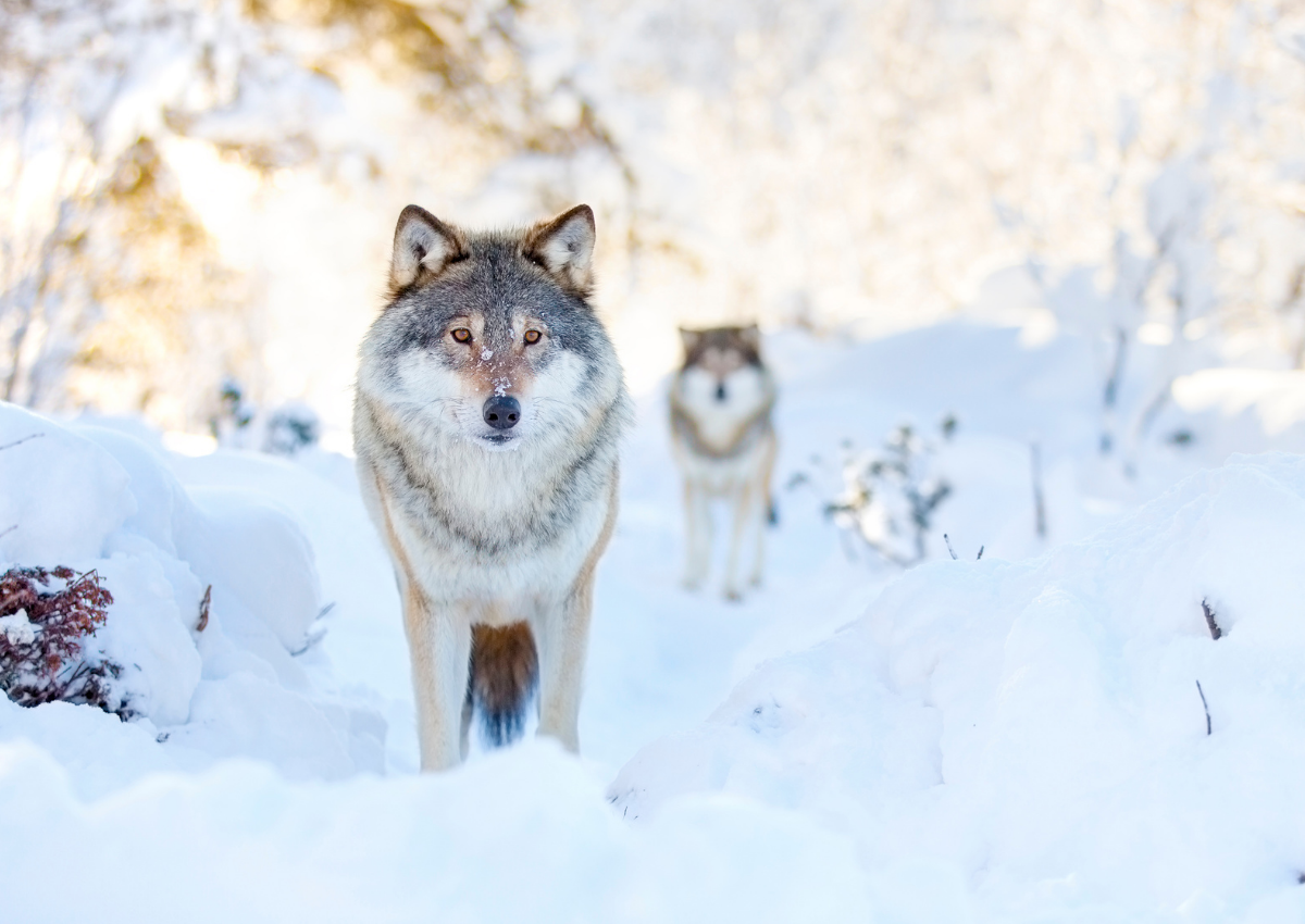 Personal Rewilding - Building a Deep Nature Connection